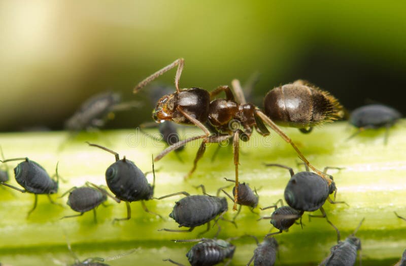 De Jacht Billbug Het Voeden Van Een Installatiestam Stock Foto - Image ...