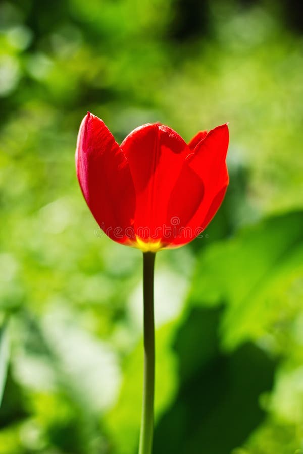 Close-up van een rode tulp stock foto. Image of tuin - 52403786