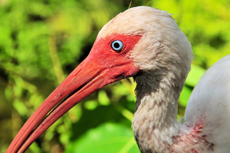 Close-up Van Een Witte Ibis Stock Foto - Image of bruinvissen, dieren ...