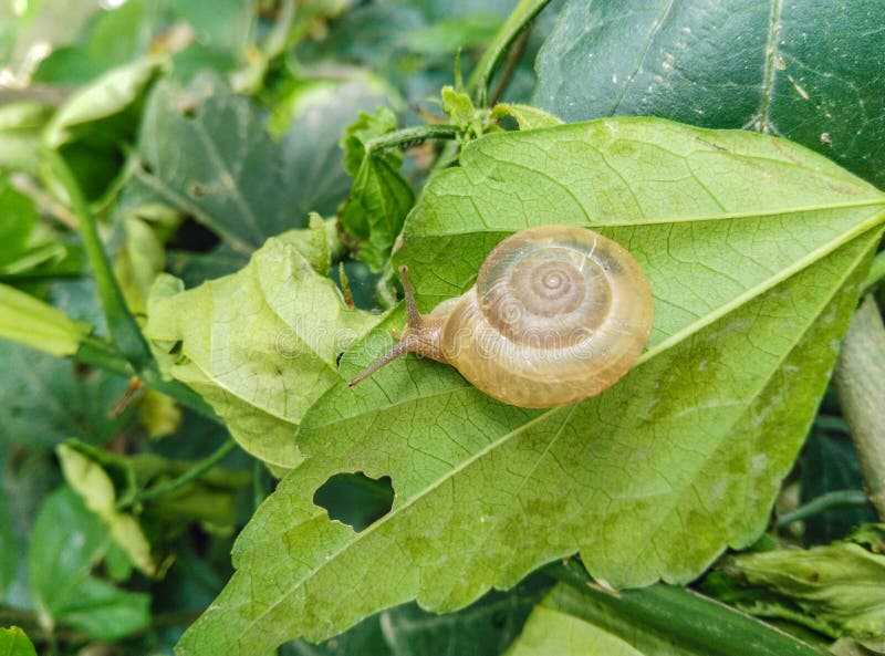 Close-up Van Eetbare Slak Met Shell Die Groen Blad Eten Stock Foto ...
