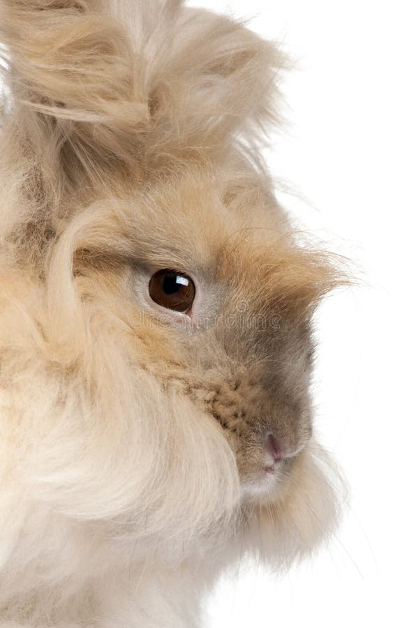 Close-up Van Een Engels Angora Konijn Stock Foto - Image of sluit ...
