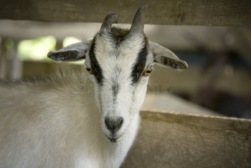 Close-up van geit stock foto. Image of zoogdier, harig - 13295842