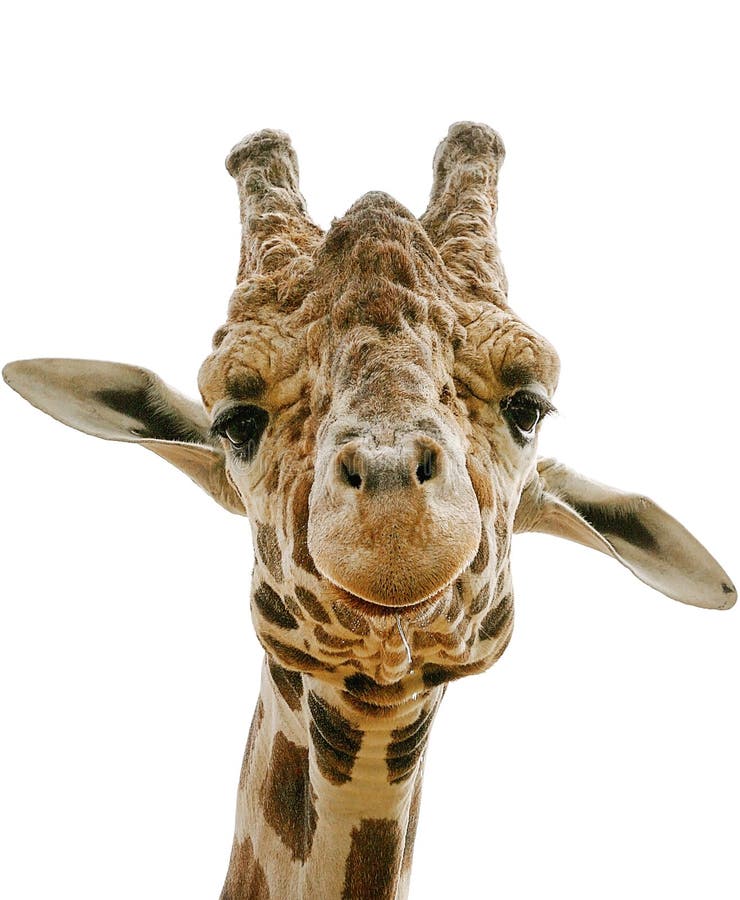 Giraf op witte achtergrond stock afbeelding. Image of leuk - 21343359