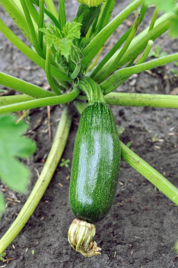 Close-up Van Het Kweken Van Courgette in De Moestuin Stock Foto - Image ...