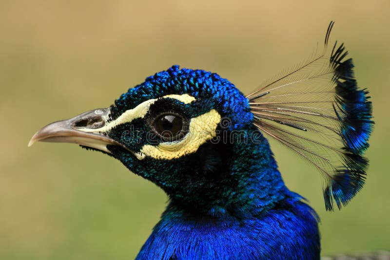 Close-up Van Het Hoofd Van Een Pauw Stock Foto - Image of patroon ...