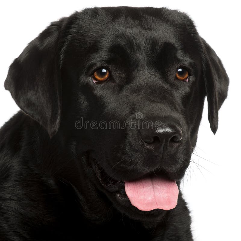 Close-up Van Een Labrador Retriever, 3 Jaar Oud Stock Foto - Image of ...