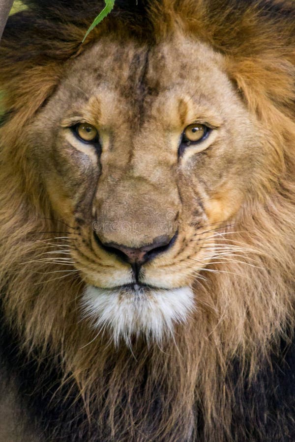 Close-up Van Lion Horizontal Stock Afbeelding - Image of glanzen ...