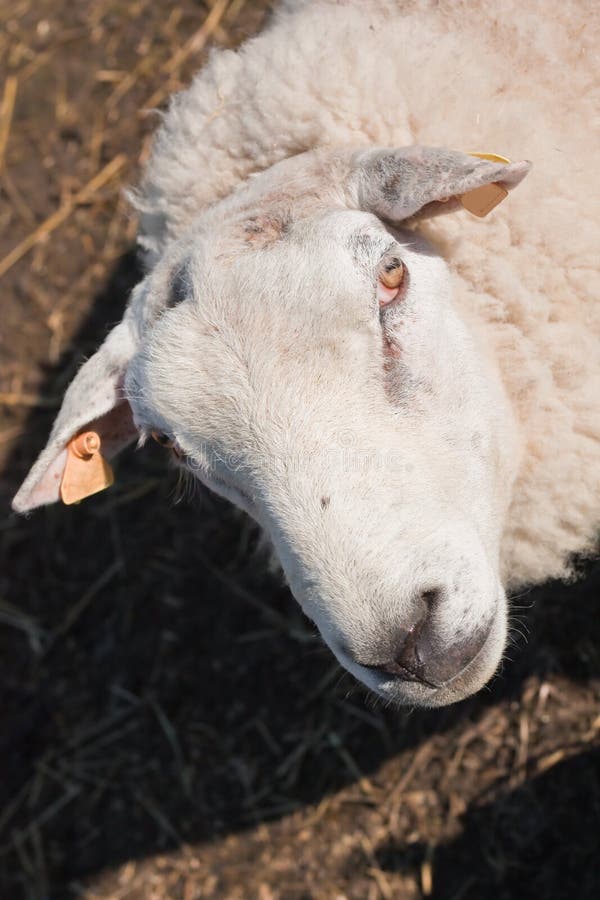 Texel Schaap Op Dierenbeurs, Handelsbeurs - Close Stock Foto - Image of ...