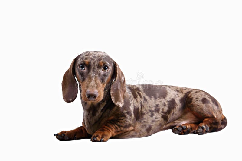 Close-up Van Tekkel Op Witte Achtergrond Stock Foto - Image of lang ...