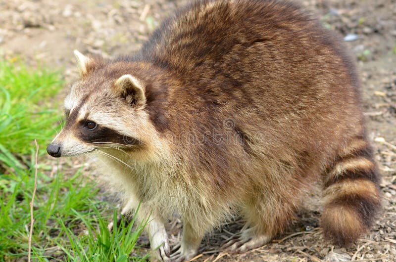 Wasbeerhond stock afbeelding. Image of lente, lengte - 40126227