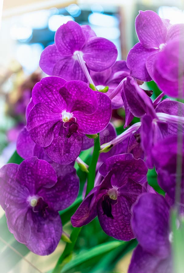 Close-up Vanda Orchid Flower Stock Photo - Image of green, hybrids ...
