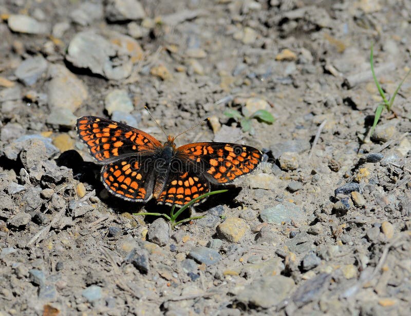 Close Up of Variable Checkerspot Butterfly with Wings Spread Stock ...