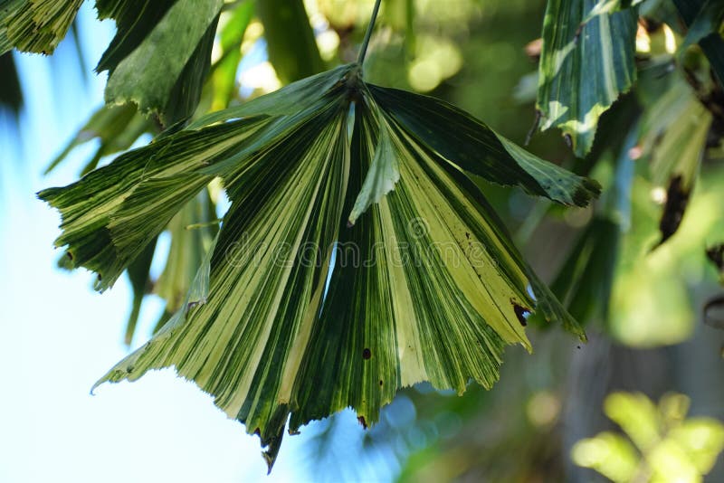 Close Up of the Variegated Fishtail Palm Leaf Stock Image - Image of ...