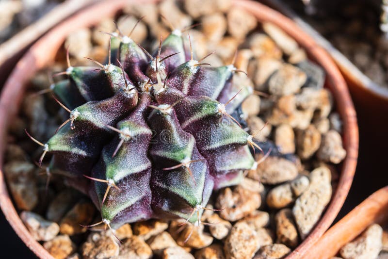 Close-up of Variegated Gymnocalycium Cactus. Stock Image - Image of ...