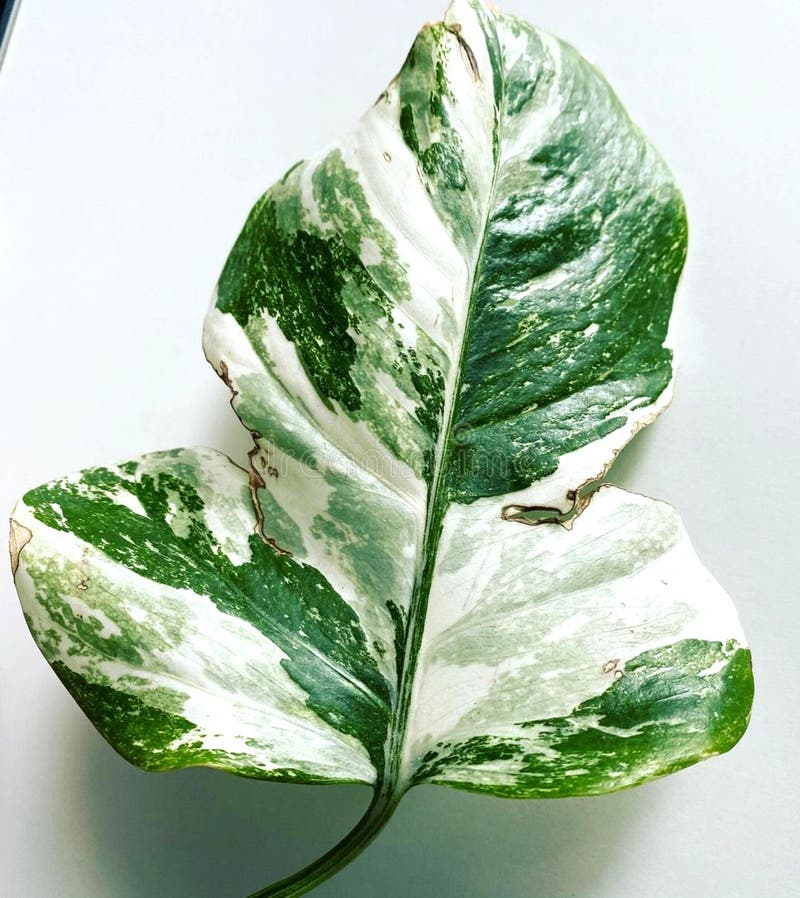 Close Up of a Variegated Leaf Stock Image - Image of variegated, plant ...