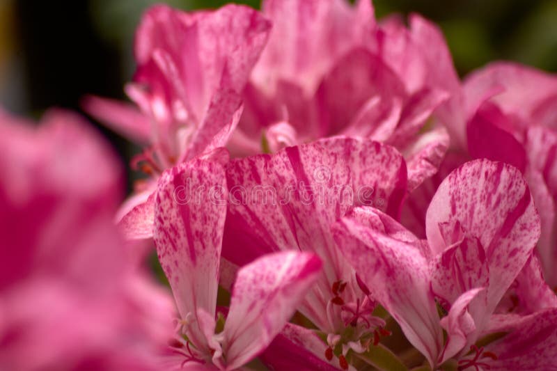 Close-Up of a Variegated Pink Geranium Flower Stock Photo - Image of ...