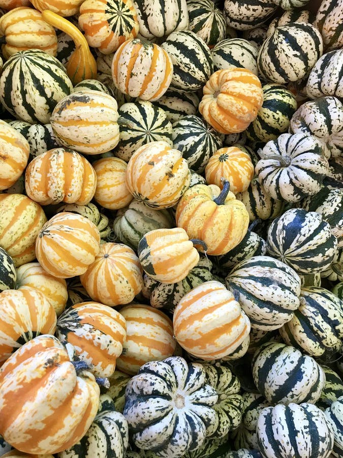 A Variety of Small, Colorful Pumpkins for an Autumn Display Stock Photo ...