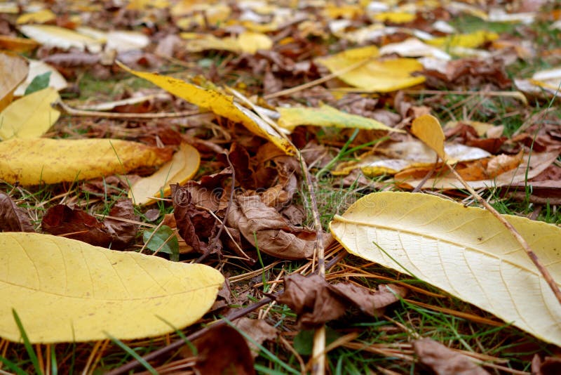 Close-up of Various Fallen Leaves on Ground Stock Photo - Image of ...