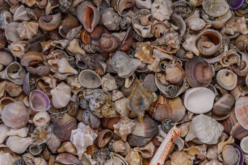 A Variety of Mediterranean Shells Scattered on the Table 2 Stock Image ...