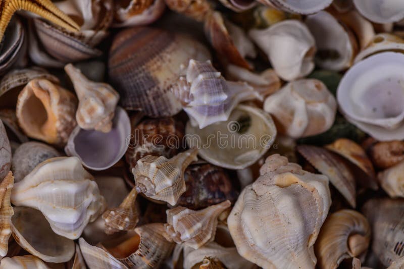 Close Up of Various Mediterranean Shells As Texture 1 Stock Image ...