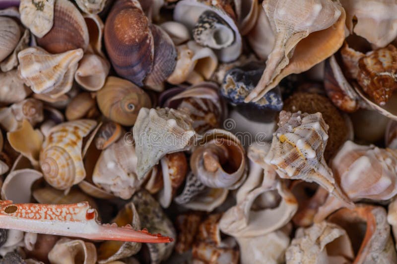 A Variety of Mediterranean Shells Collected on the Beach 1 Stock Image ...