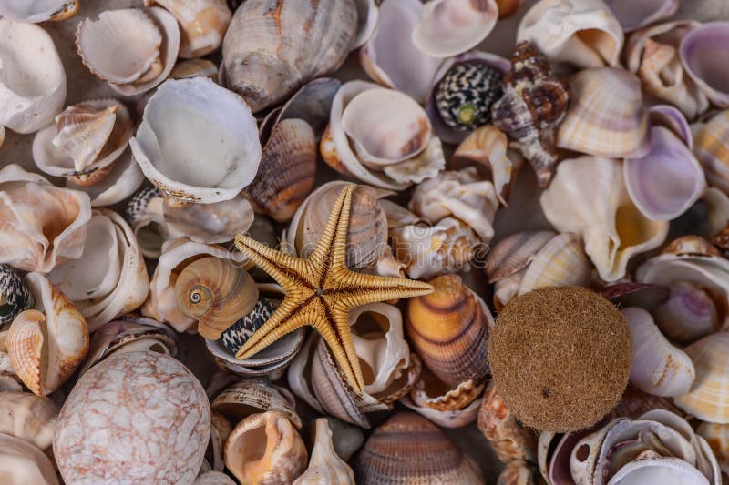 Close Up of Various Mediterranean Shells As Texture 2 Stock Image ...