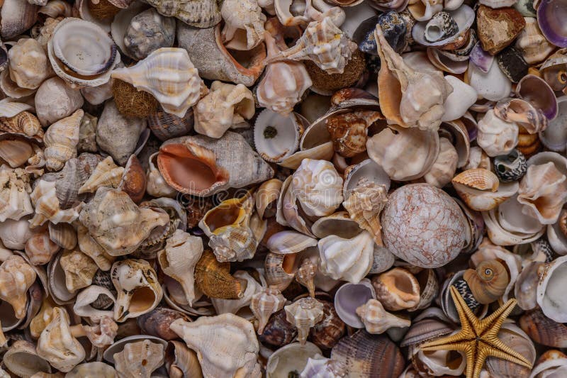 Close Up of Various Mediterranean Shells As Texture Stock Image - Image ...