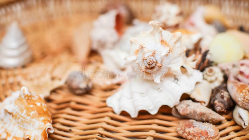 Close Up Various Shape Seashells on Woven Wicker Texture in Selective ...