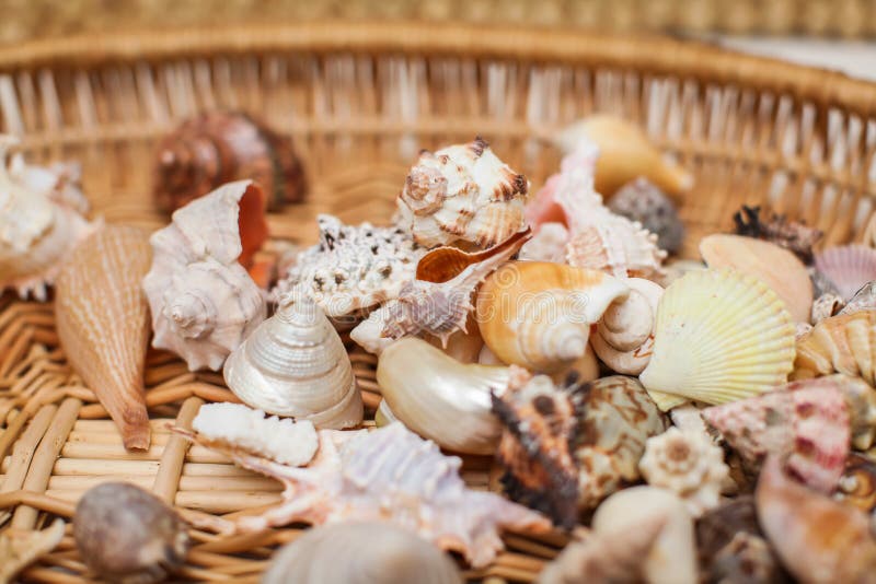 Close Up Various Shape Seashells on Woven Wicker Texture in Selective ...