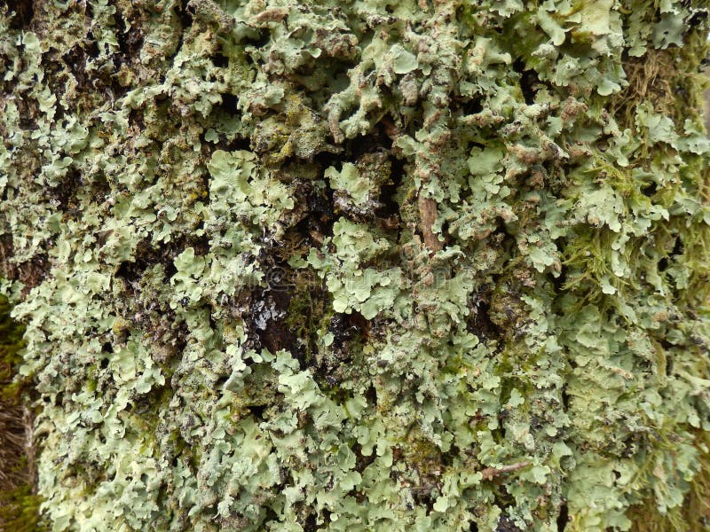 Lichen on a tree trunk stock photo. Image of macro, moss - 265068740