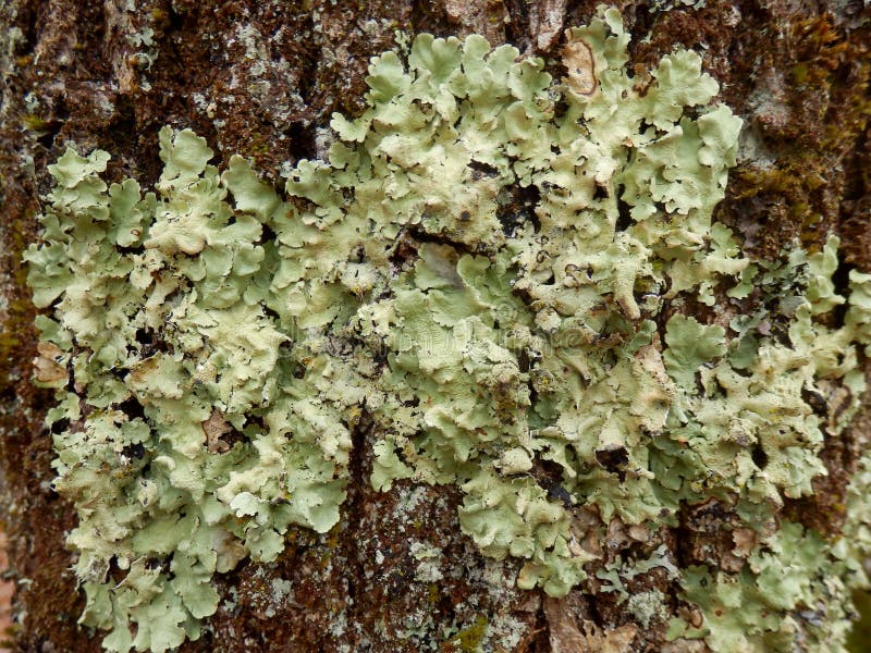 Lichen on a tree trunk stock photo. Image of textured - 265068960