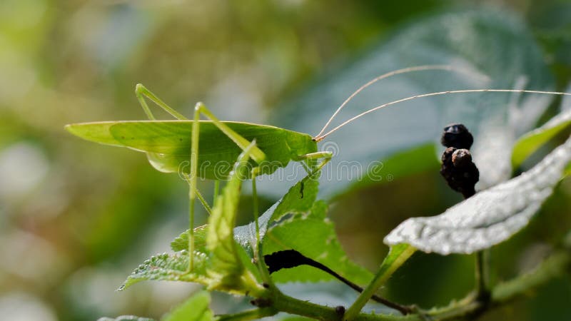 Close Up of Vegetable Grasshopper or Atractomorpha Similis on Green ...