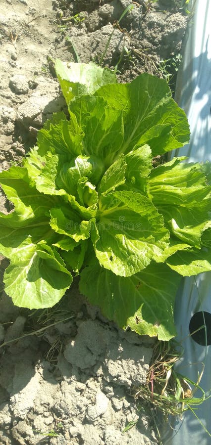 Close Up Vegetables in the Ground Stock Image - Image of farm, cuisine ...