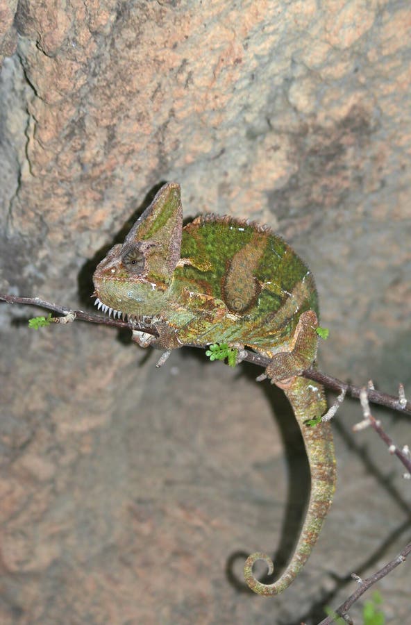 Veiled Chameleon on Branch with Rock Background Stock Image - Image of ...