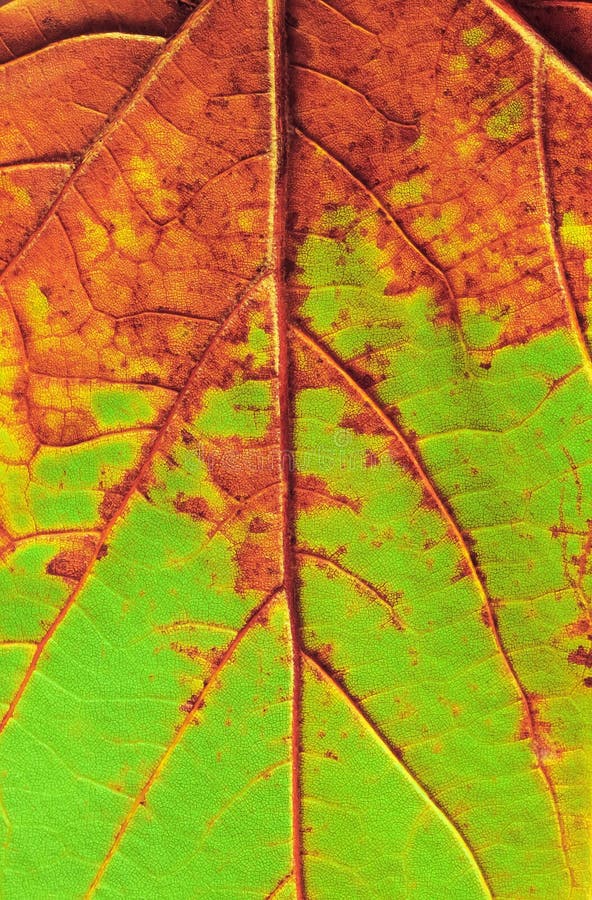 Close-up of Veins of an Aging Maple Leaf Stock Image - Image of ...