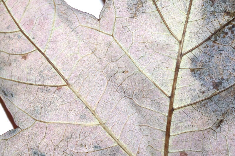 Close Up of Veins of an Autumn Fallen Leave Texture for Background ...
