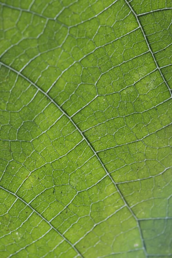 Close up of veins of leaf stock photo. Image of leaf - 106001478