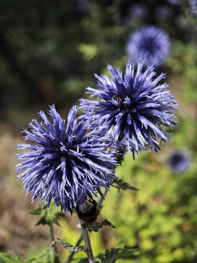 Veitch S Blue Globe Thistle or Echinops Ritro Stock Image - Image of ...