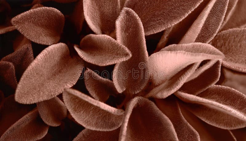 Close-up of Velvet Textured Leaves in a Warm Copper Tone Stock ...