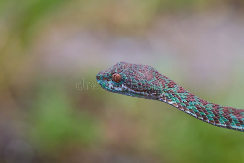 Close Up Venus` Pitviper Snake Stock Image - Image of danger ...