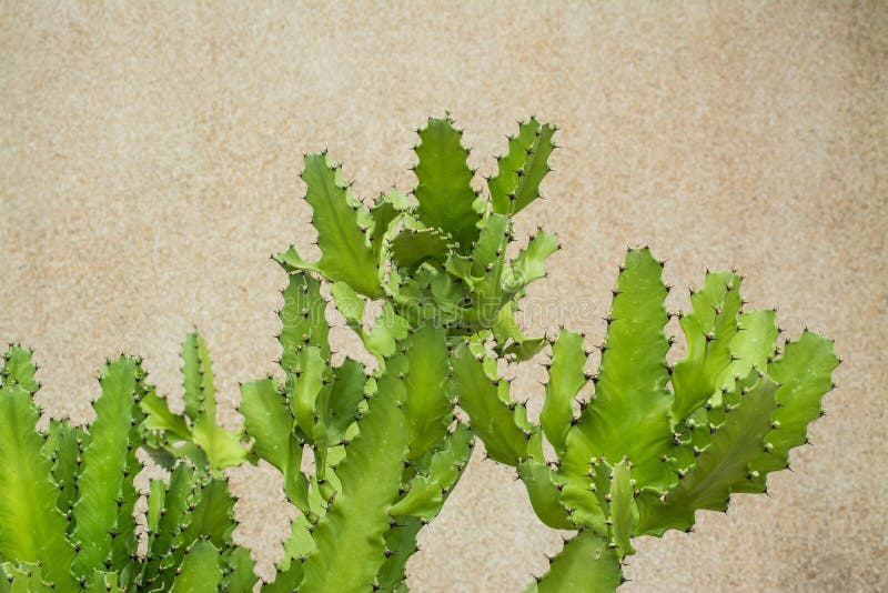 Close up verde do cacto imagem de stock. Imagem de usina - 75932277