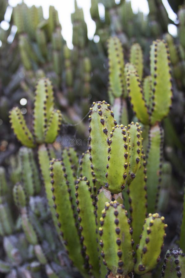 Close Up Verde Do Cacto Com Os Cactos No Fundo Imagem de Stock - Imagem ...