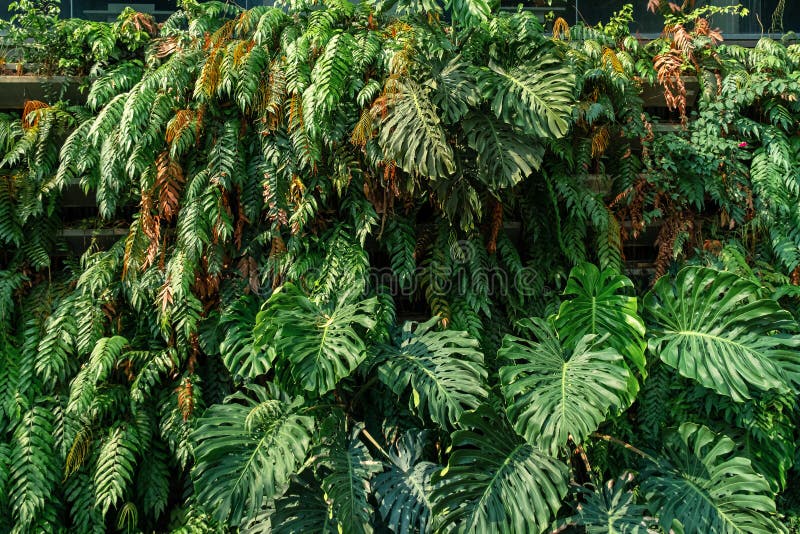 Close Up of Vertical Garden Featuring Dense Array of Green Plants with ...