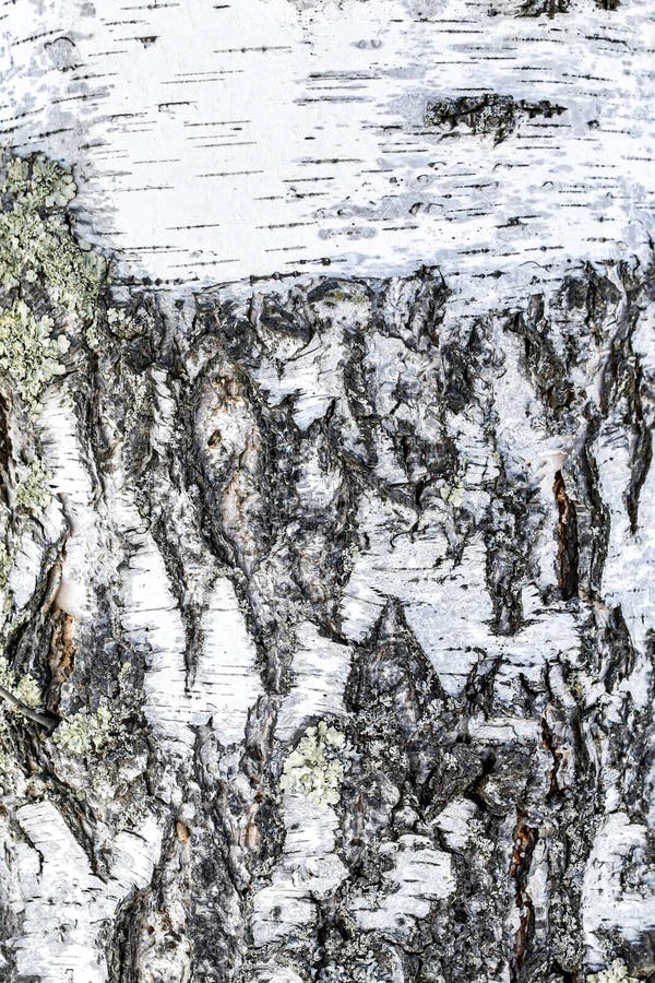 Close Up Vertical Texture of Birch Bark Stock Photo - Image of organic ...