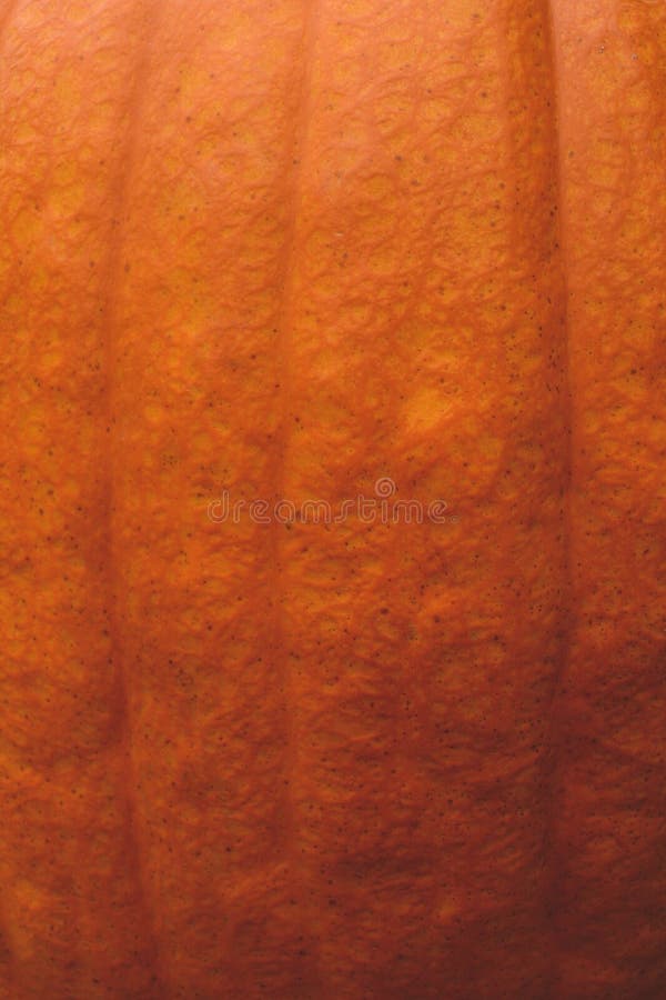 616 Pumpkin Skin Texture Photos - Free & Royalty-Free Stock Photos from ...