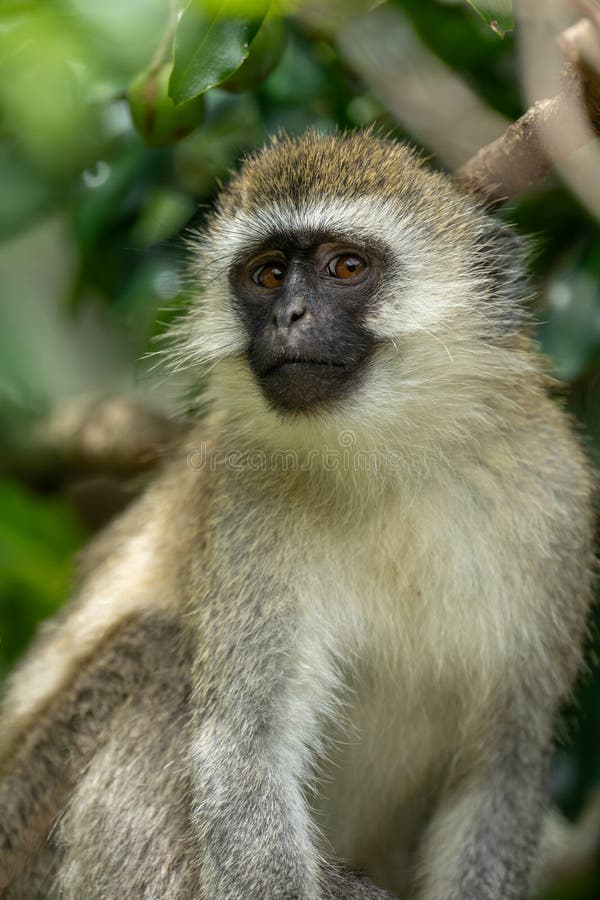 Close-up of Vervet Monkey Sat Watching Camera Stock Photo - Image of ...