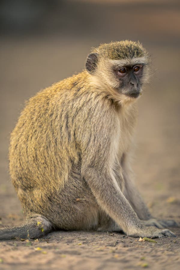 Close-up of Vervet Monkey Sitting on Sand Stock Image - Image of sand ...