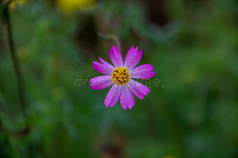 Close-up of a Very Beautiful Pink Flower Stock Photo - Image of herb ...
