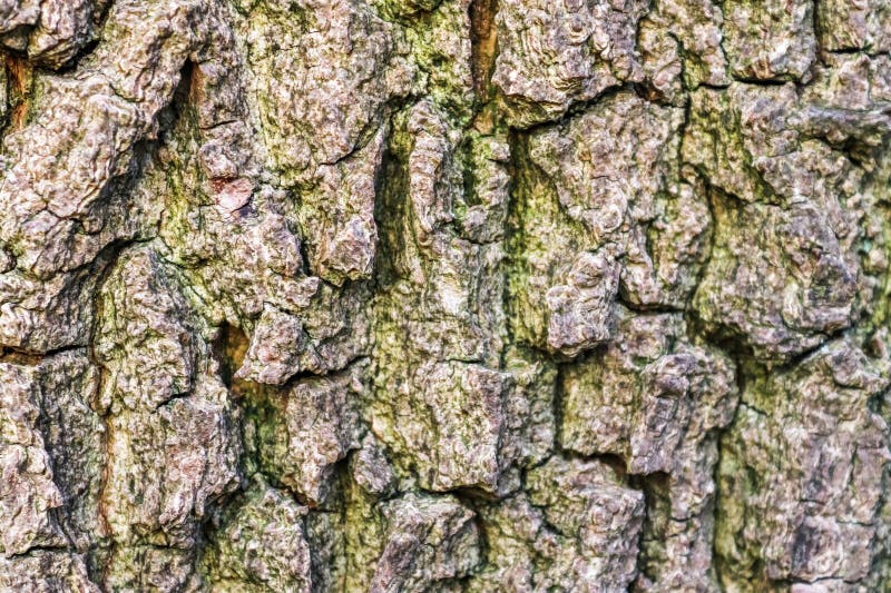 Close Up at Very Detailed Tree Bark Texture in High Resolution Stock ...