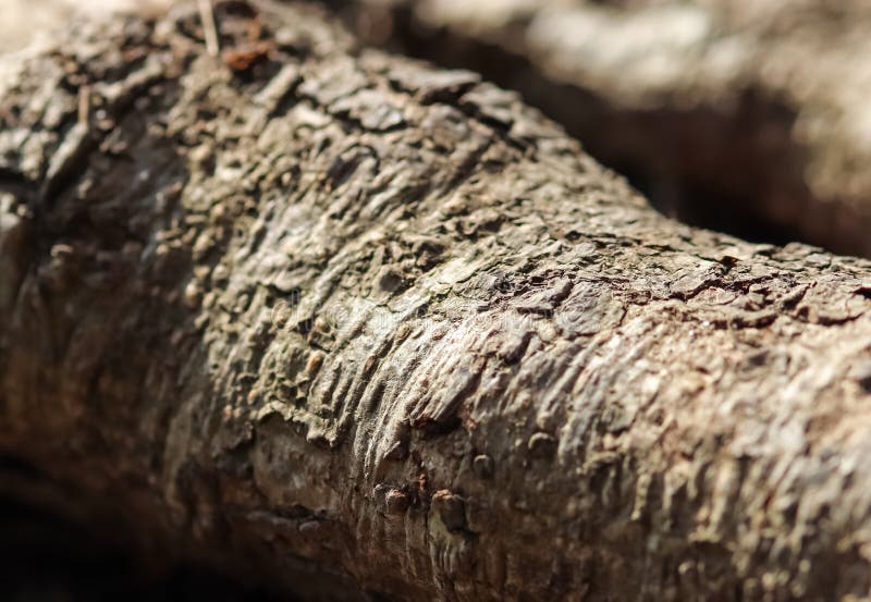 Close Up at Very Detailed Tree Bark Texture in High Resolution Stock ...